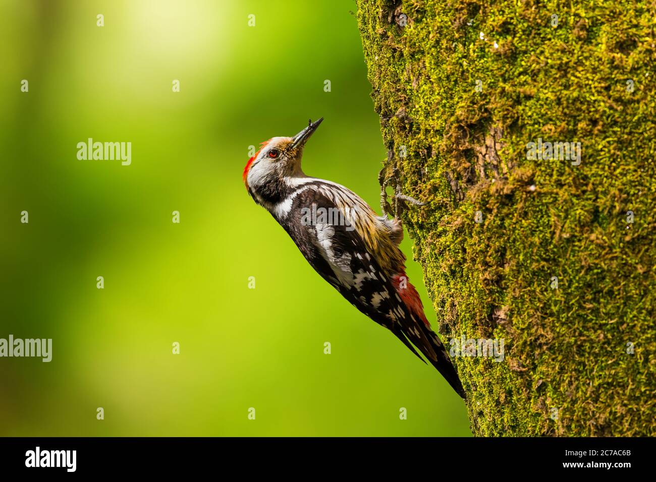 Cute Woodpecker on tree. Green forest background. Bird: Middle Spotted ...