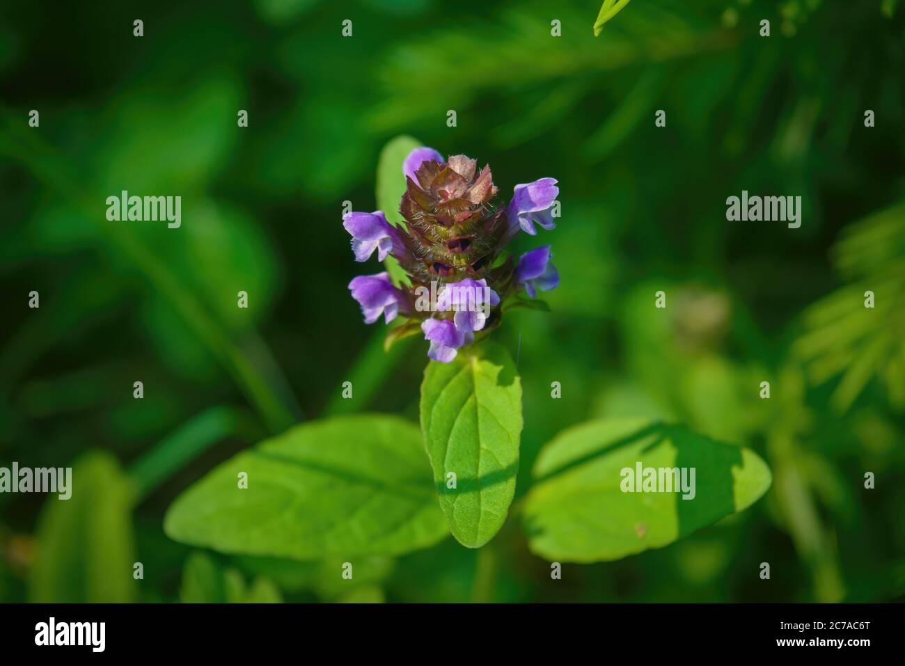 Prunella Vulgaris single flower, medicinal plant, close up Stock Photo ...