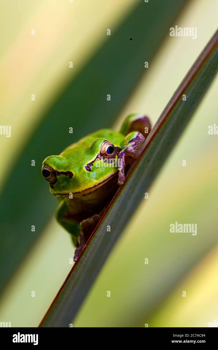 Cute tree frog. Green nature background Stock Photo - Alamy