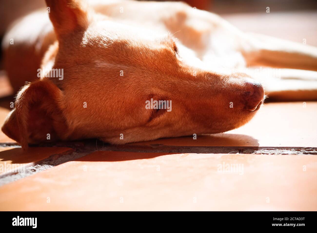 various food dishes, pizza, sphirra, snacks and various Stock Photo - Alamy