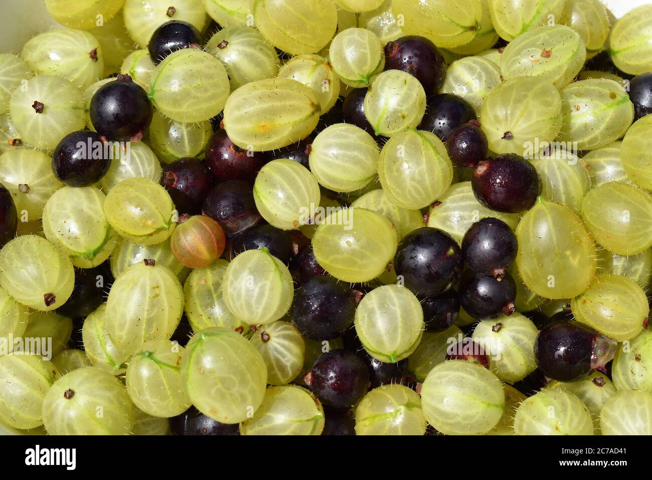 Cultivars of gooseberry appear red green yellow or white The skin of ...