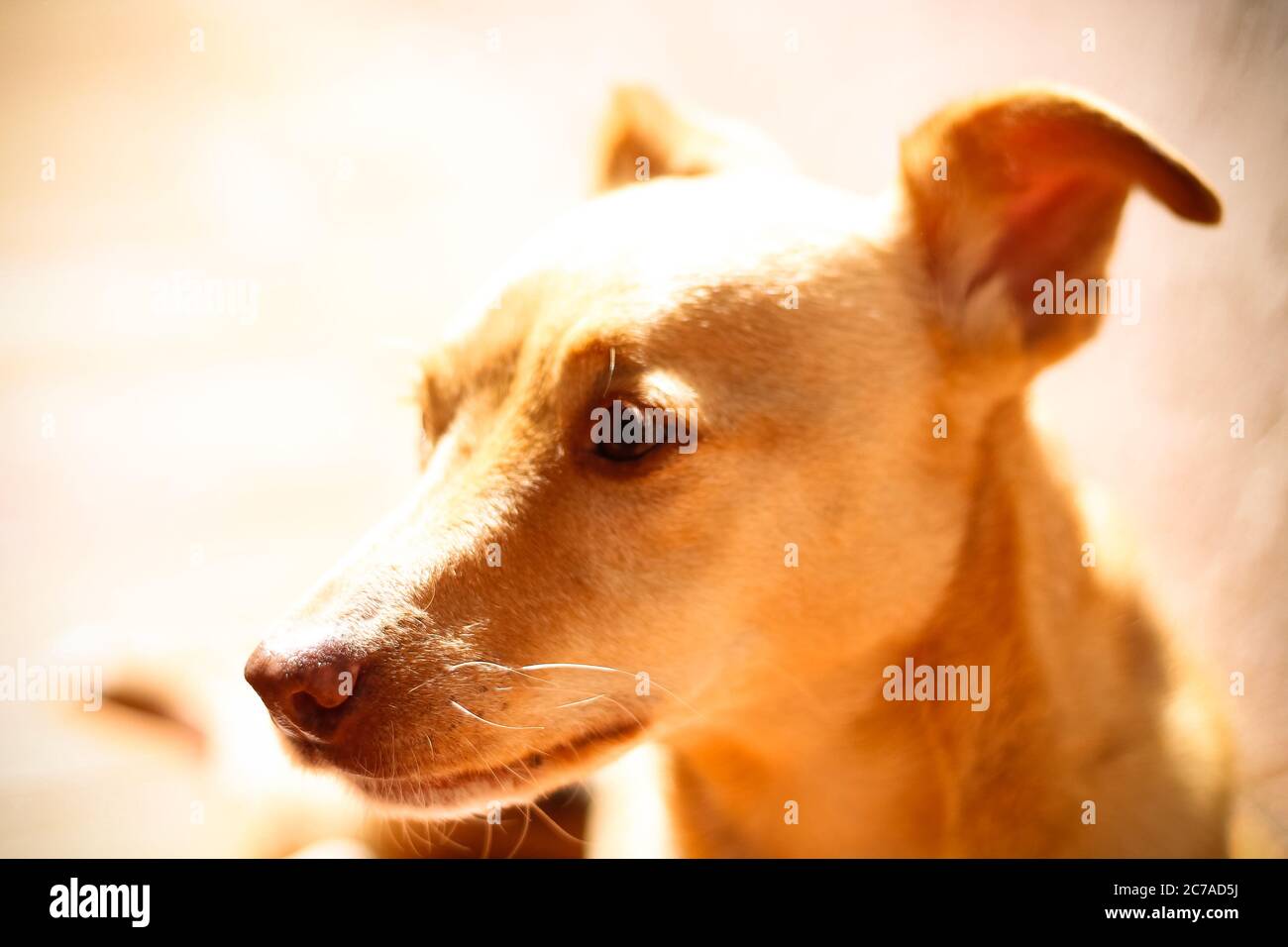 various food dishes, pizza, sphirra, snacks and various Stock Photo - Alamy