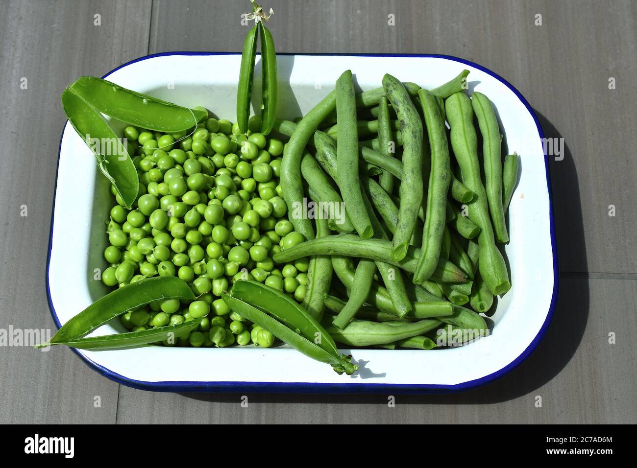 Pea is small spherical seed of Pisum sativum Each pod contains several ...