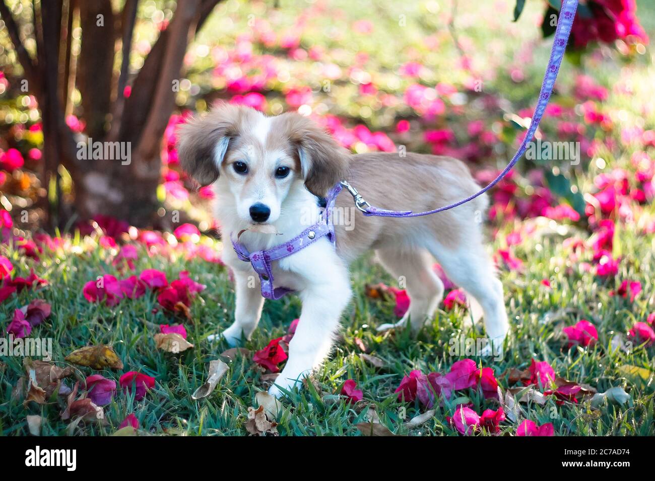 various food dishes, pizza, sphirra, snacks and various Stock Photo - Alamy