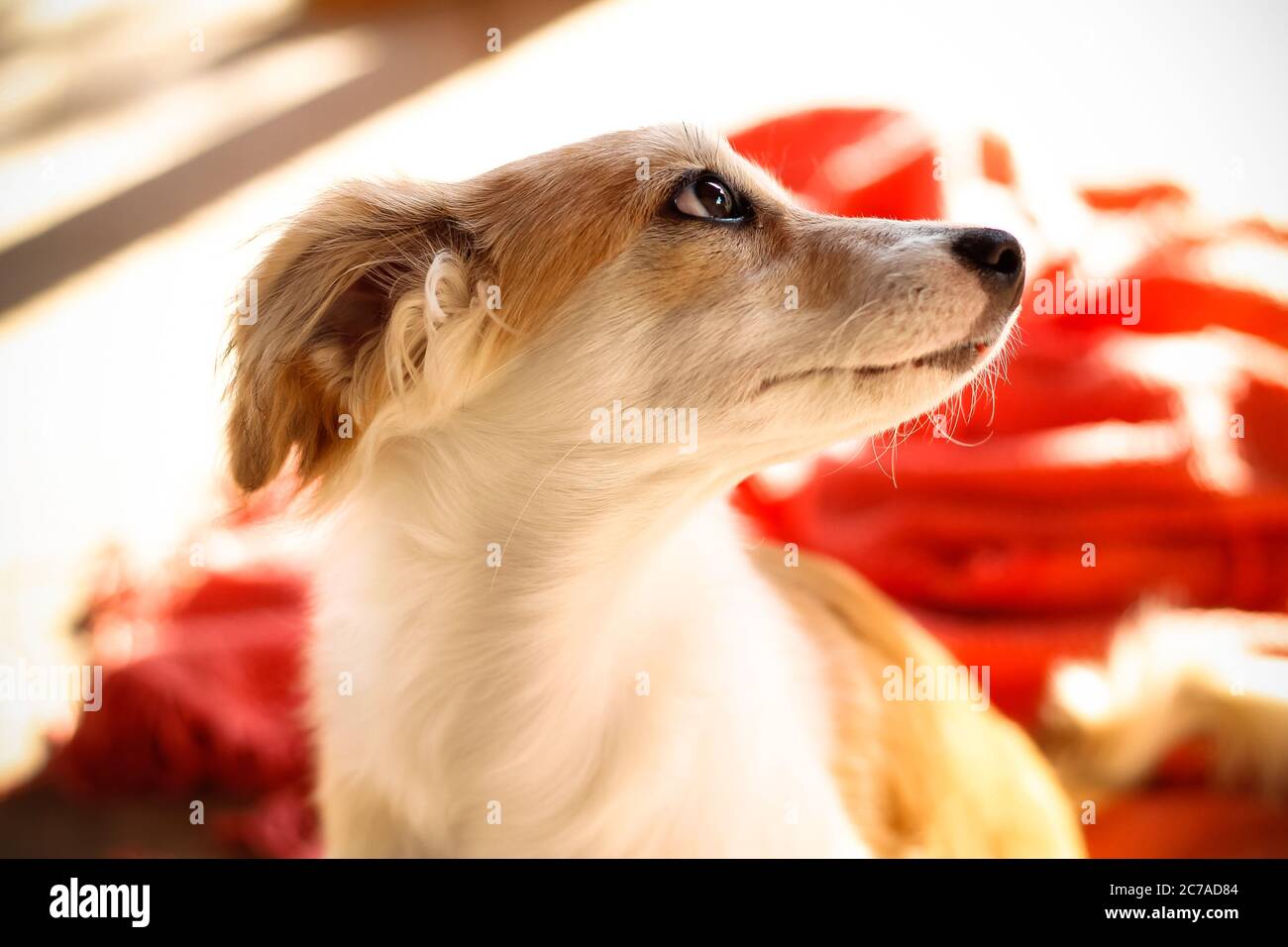 various food dishes, pizza, sphirra, snacks and various Stock Photo - Alamy