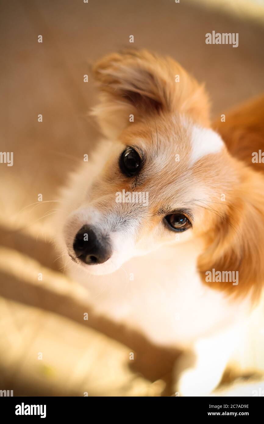 various food dishes, pizza, sphirra, snacks and various Stock Photo - Alamy