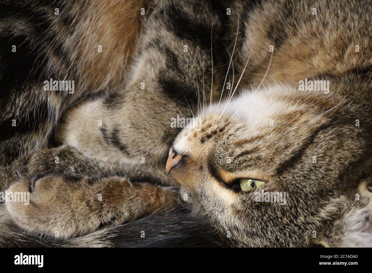 A cat is in and out of an afternoon nap, with its body curled up and ...