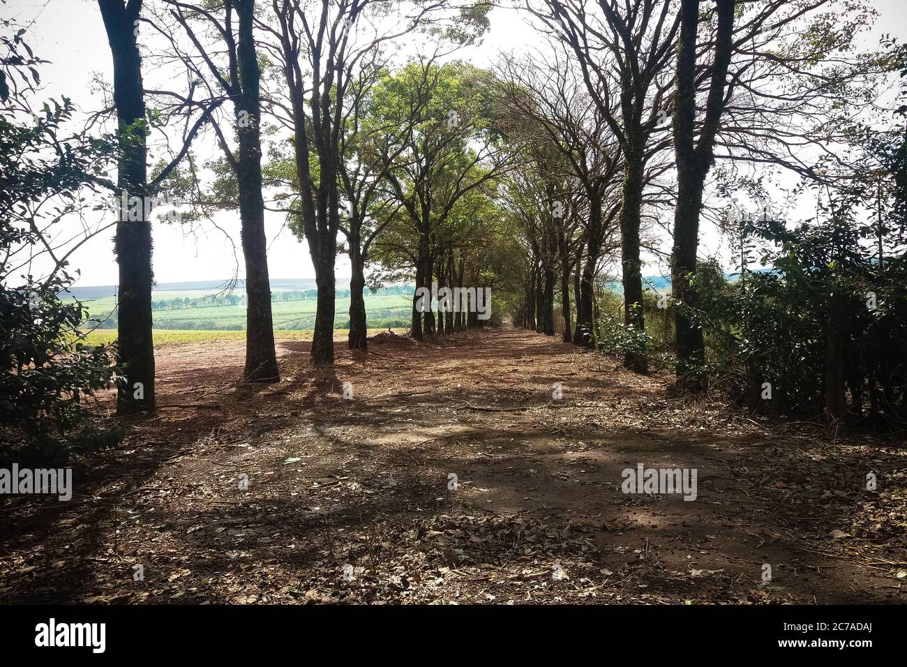 various food dishes, pizza, sphirra, snacks and various Stock Photo - Alamy