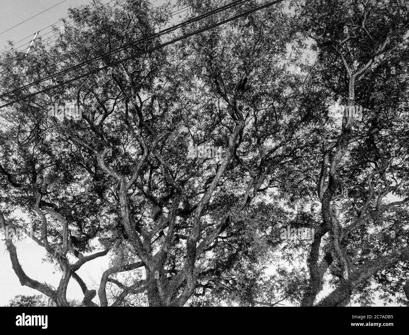 various food dishes, pizza, sphirra, snacks and various Stock Photo - Alamy