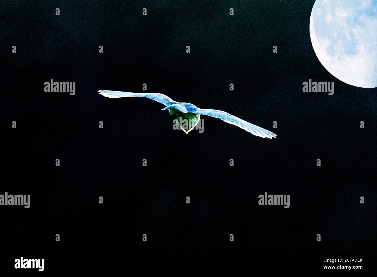 Owl with moon hi-res stock photography and images - Alamy