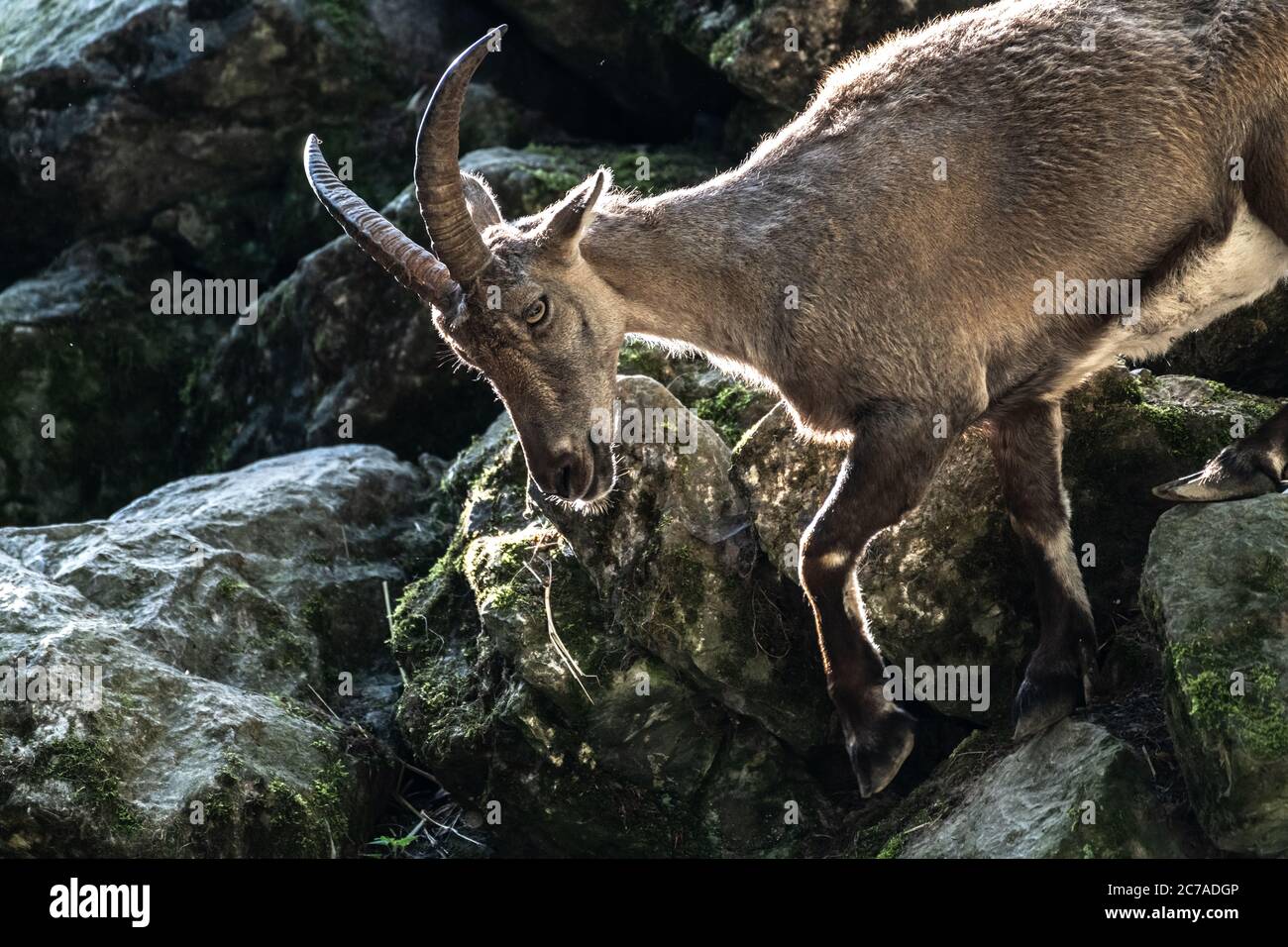 Female Alpine Ibex (Capra ibex Stock Photo - Alamy