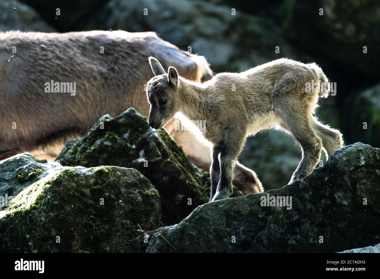 Beautiful young male ibex hi-res stock photography and images - Alamy