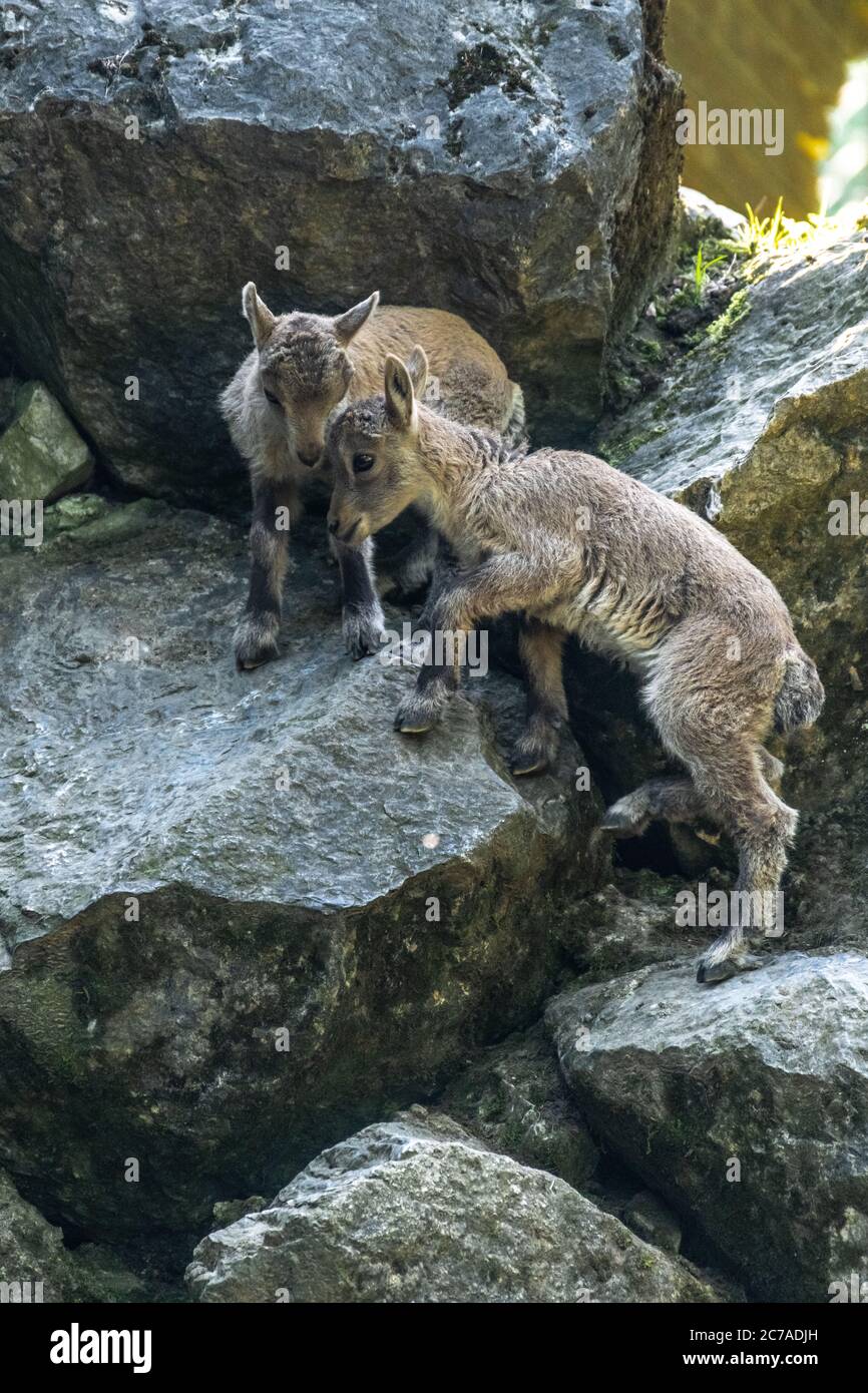 Beautiful young male ibex hi-res stock photography and images - Alamy