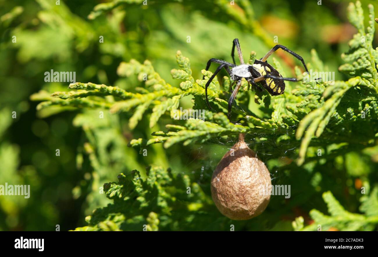 Spider in hedge hi-res stock photography and images - Alamy