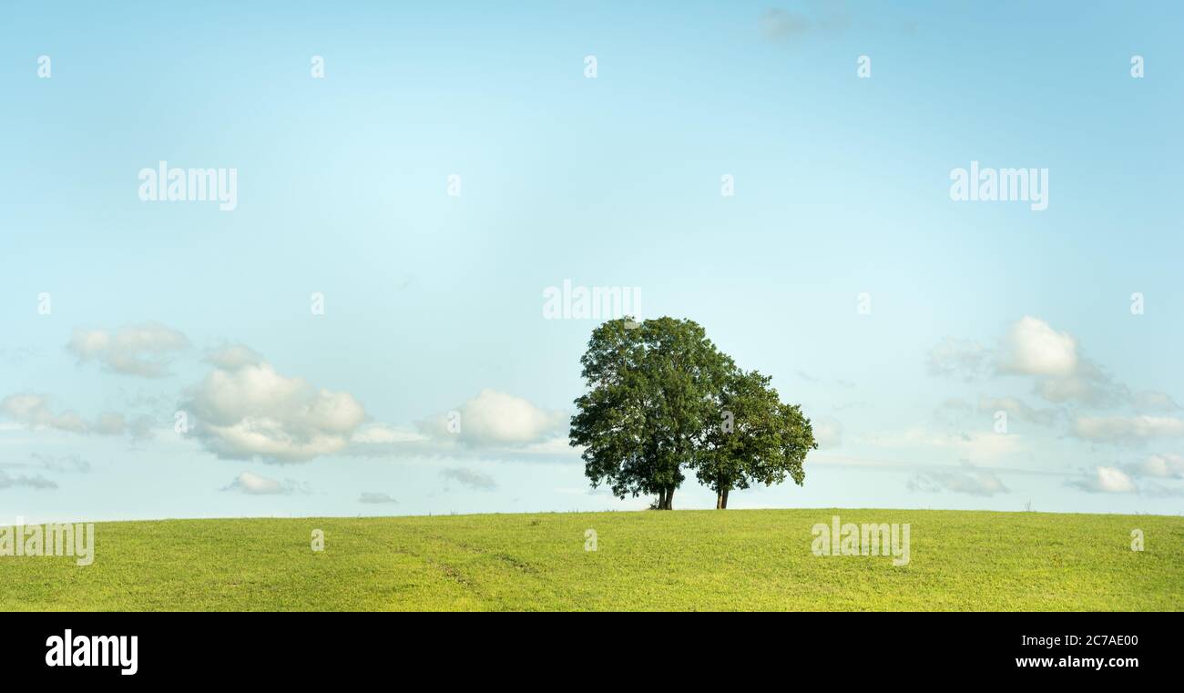 Tree in a field on blue sky in Europe Stock Photo - Alamy