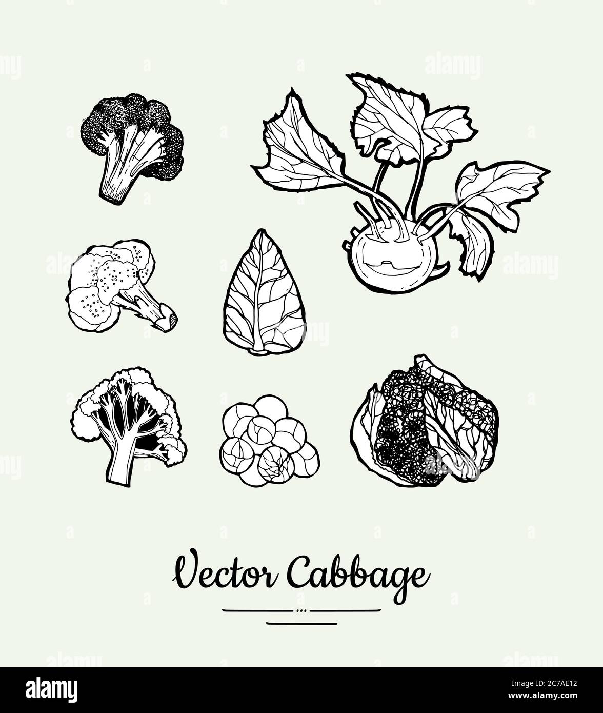 Cabbage hand drawn vector black and white set. Modern cabbage ...
