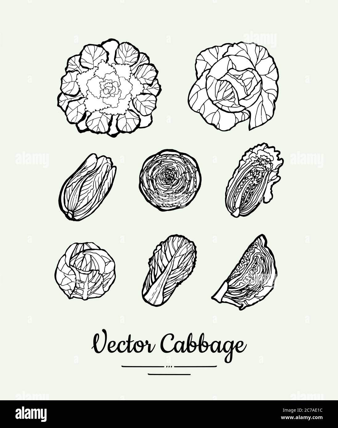 Cabbage hand drawn vector black and white set. Modern cabbage ...