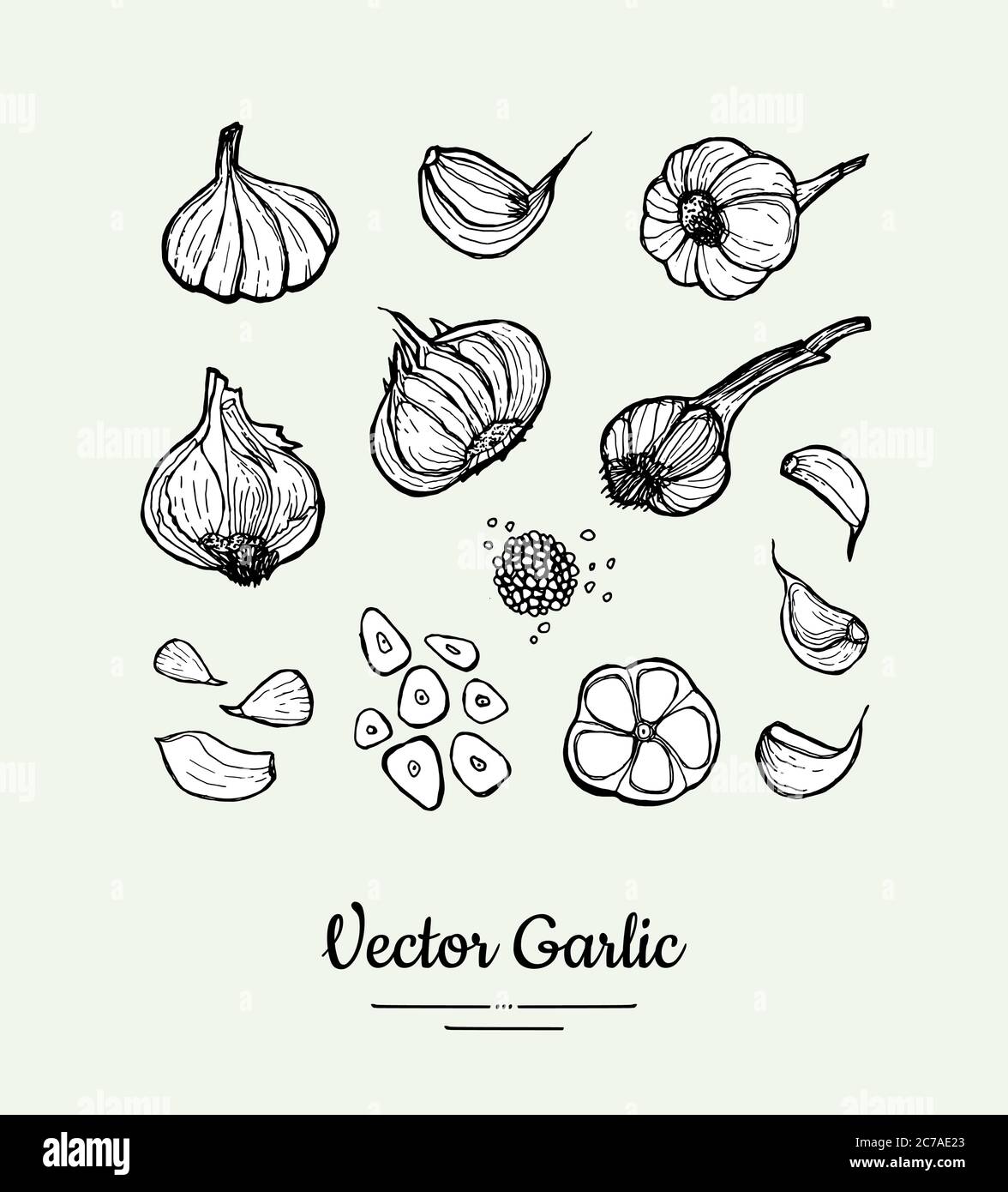 Garlic set. Hand drawn black white vector isolated clove, heads ... Garlic set. Hand drawn black white vector isolated clove, heads ...