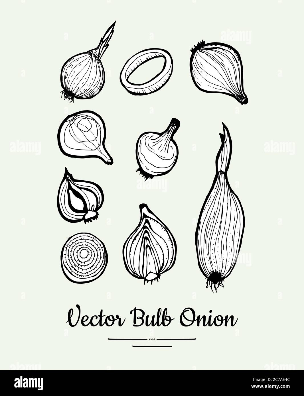 Onion bulb vector set. Vegetarian poster, banner, logo, icons, sticker ...