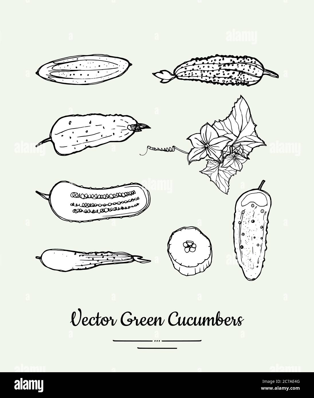 Cucumbers vegetable isolated groceries vector set for poster, label ...