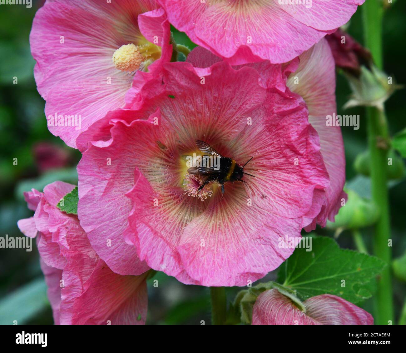 A bumble bee pollenates a Alcea rosea, pink Hollyhock. Bridge End ...