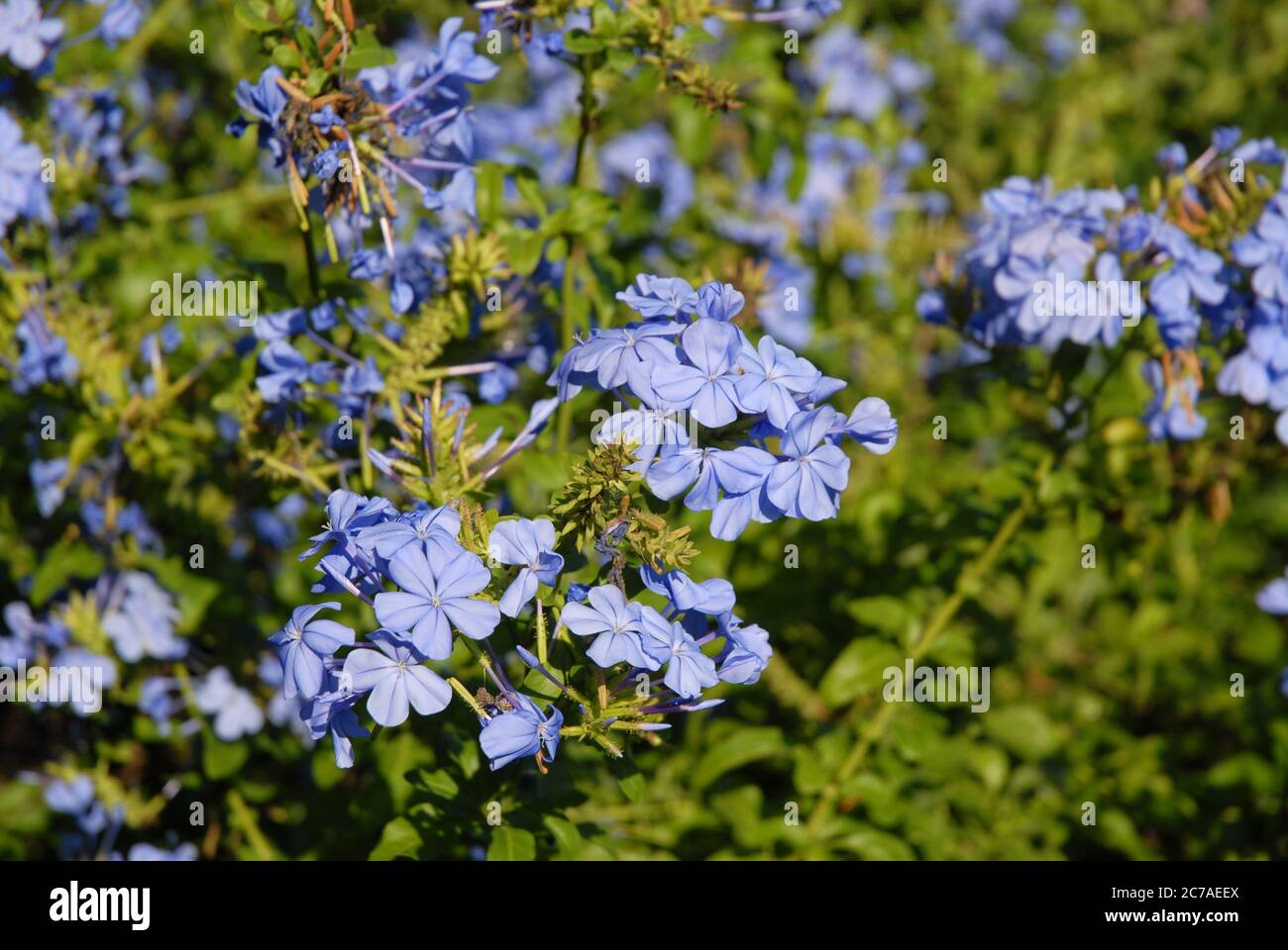 Blue flowers of Plumbago auriculata, also known as Cape leadwort Stock ...