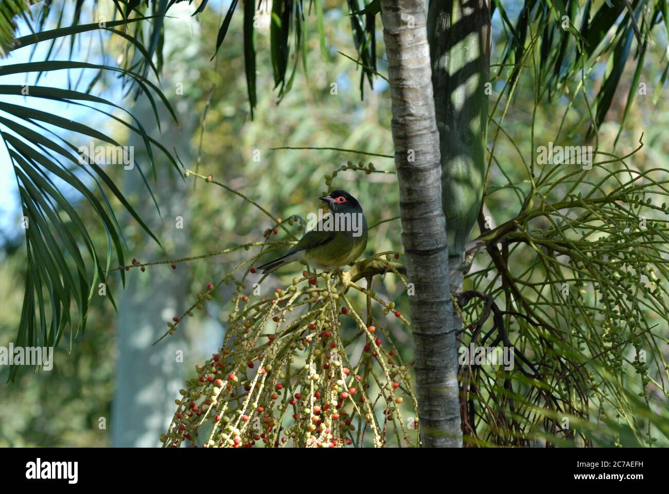 Green Figbird, also known as Sphecotheres vieilloti, male with ...