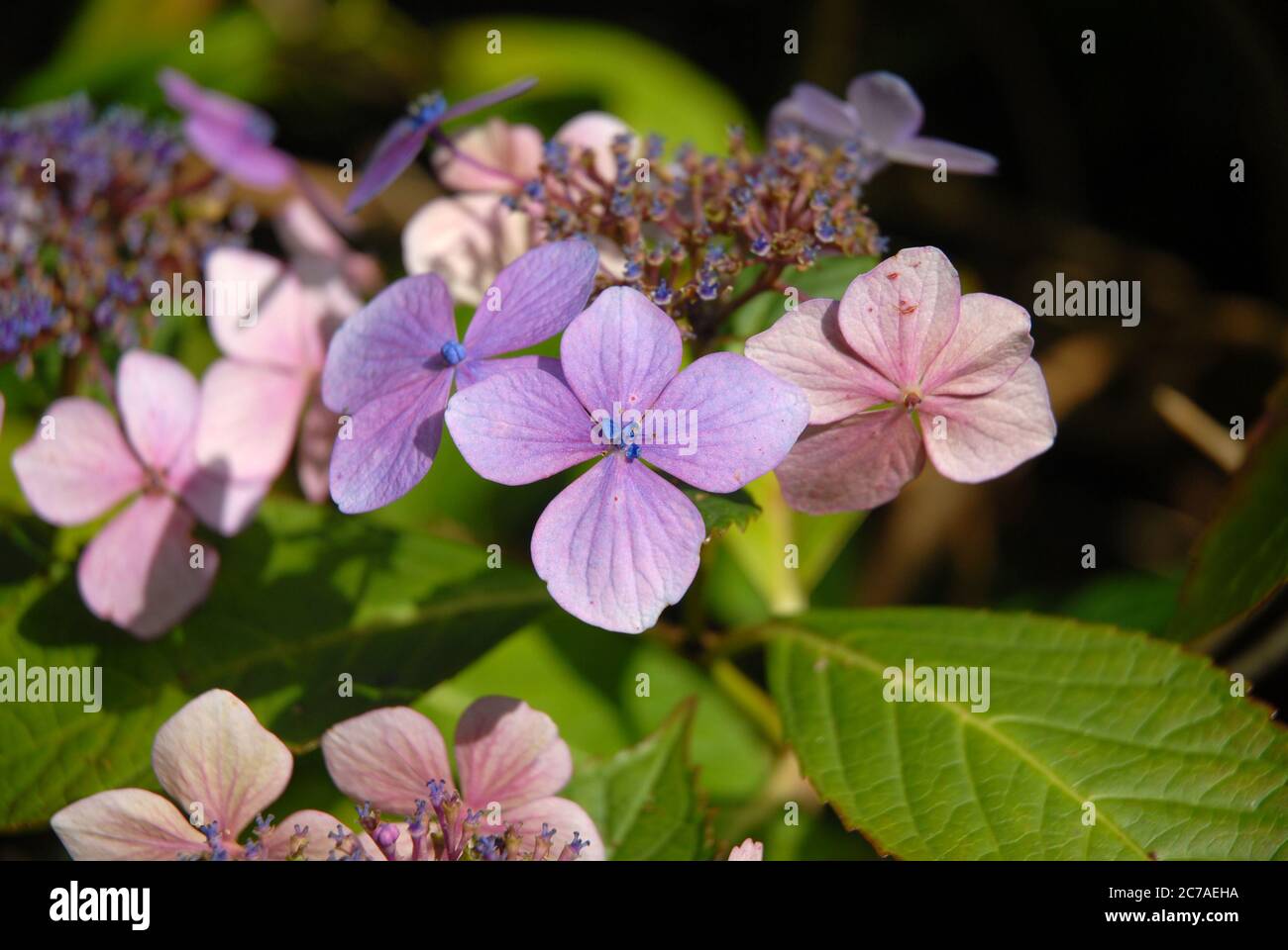 Lacecap Hydrangea flowers, also known as Hydrangea macrophylla normalis Stock Photo - Alamy