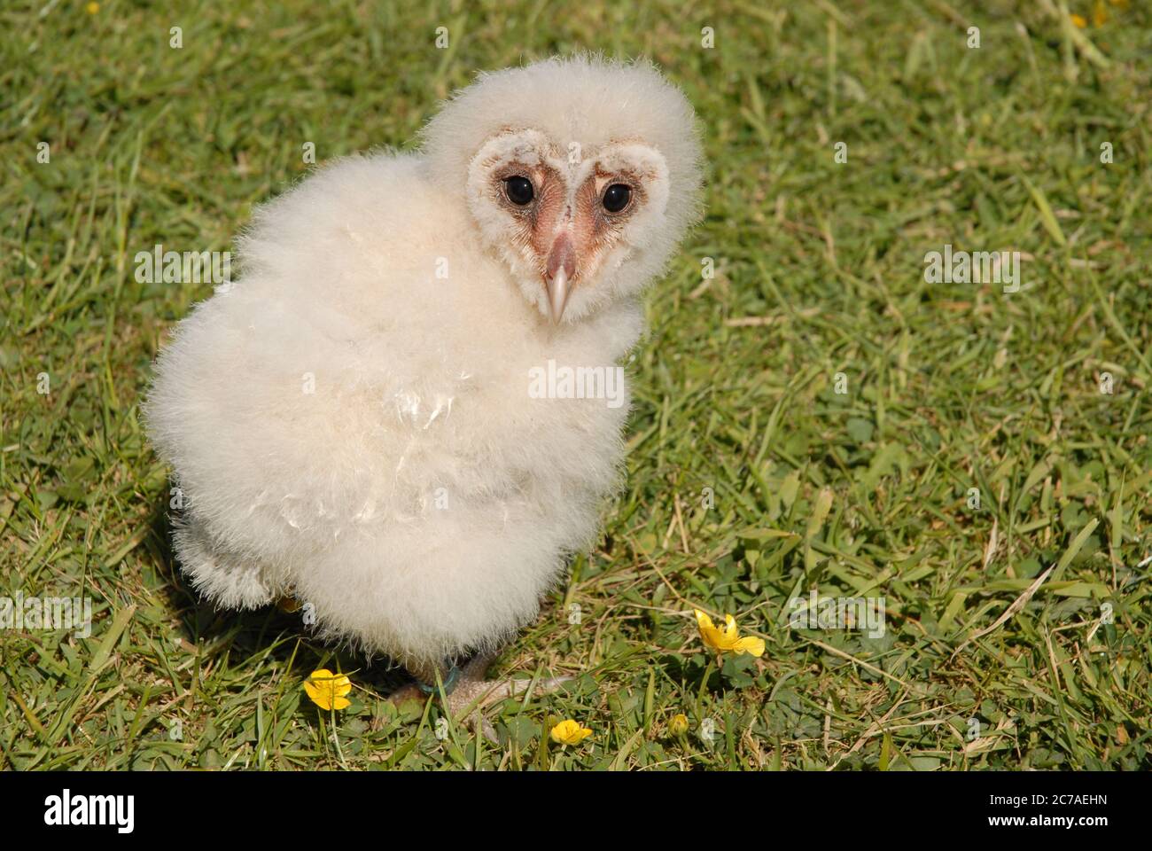 Barn owl or Tyto alba Stock Photo - Alamy