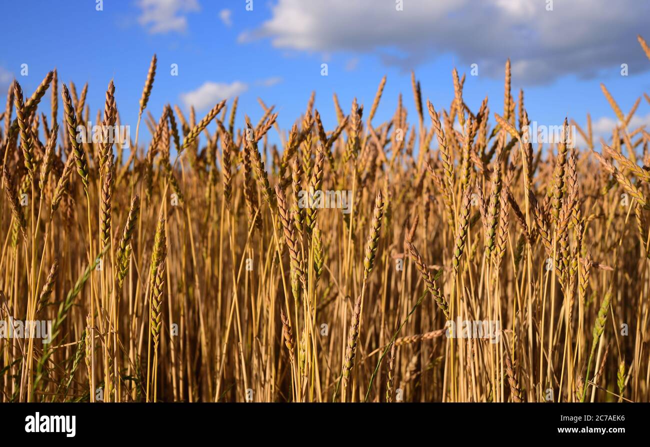 Grain field against light hi-res stock photography and images - Alamy