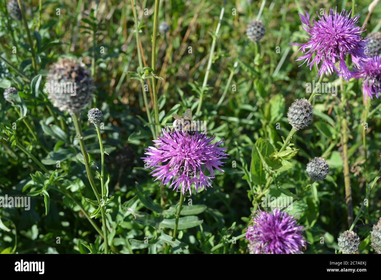 Bee collecting pollen from a Greater knapweed flower, also known as ...
