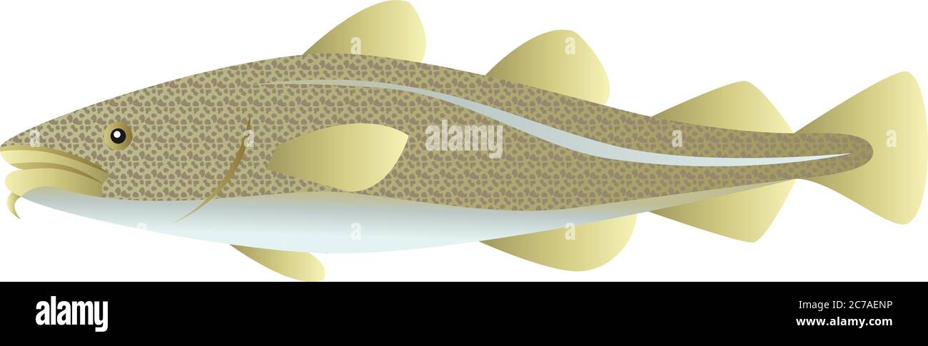 Cod fish isolated vector Stock Vector Image & Art - Alamy