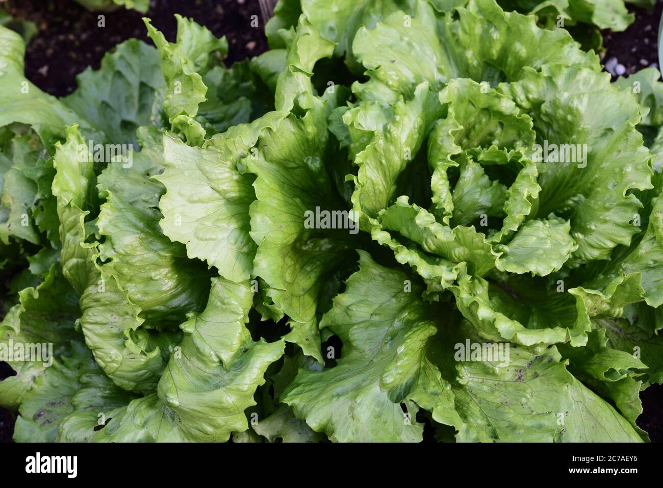 Green ice lettuce grows in the garden with large leaves Stock Photo - Alamy