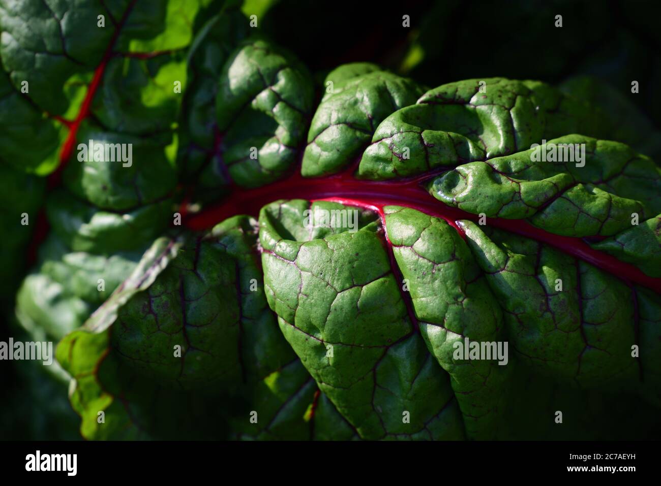 Green Swiss chard grows in the garden with red and green leaves Stock ...