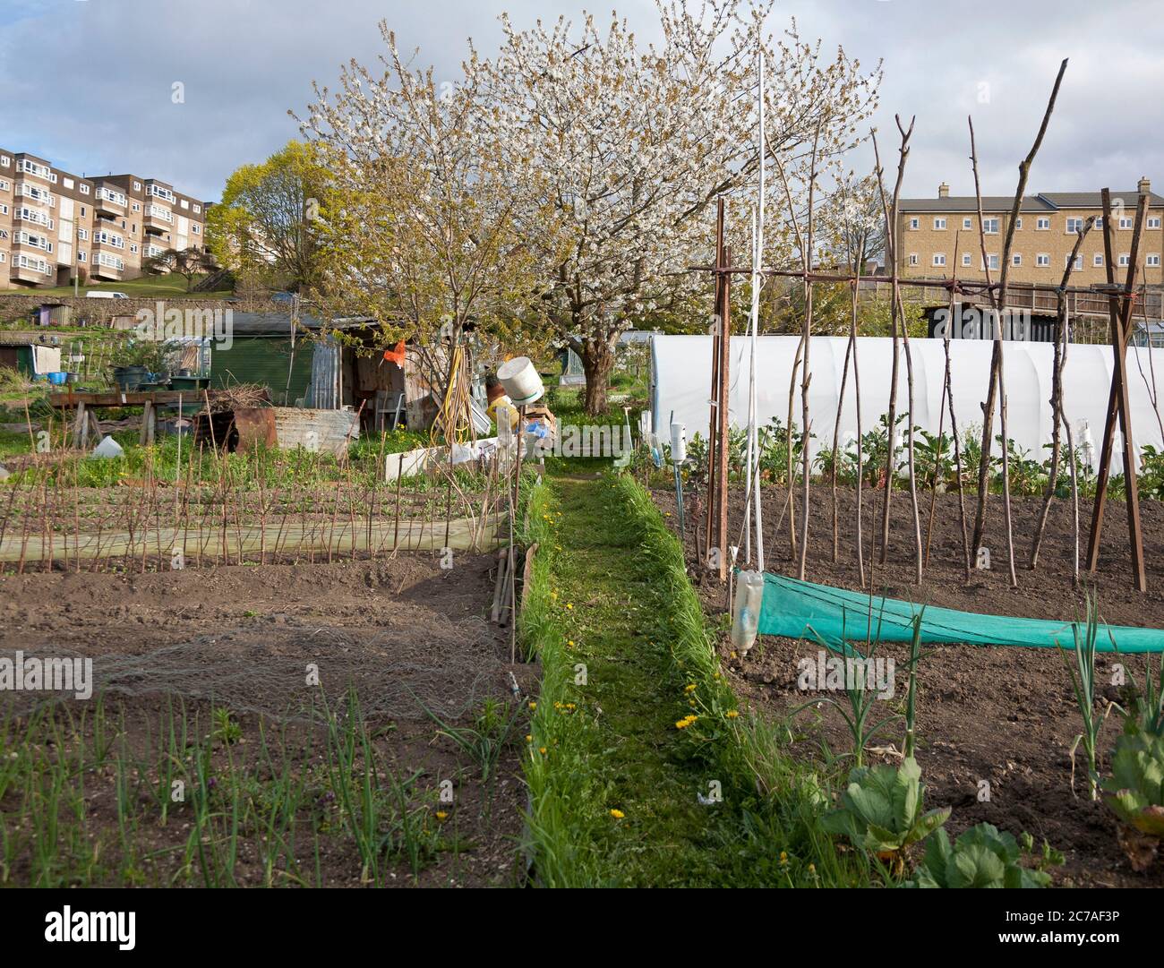 Gardening allotment with spring plantings and blossom on trees Stock ...