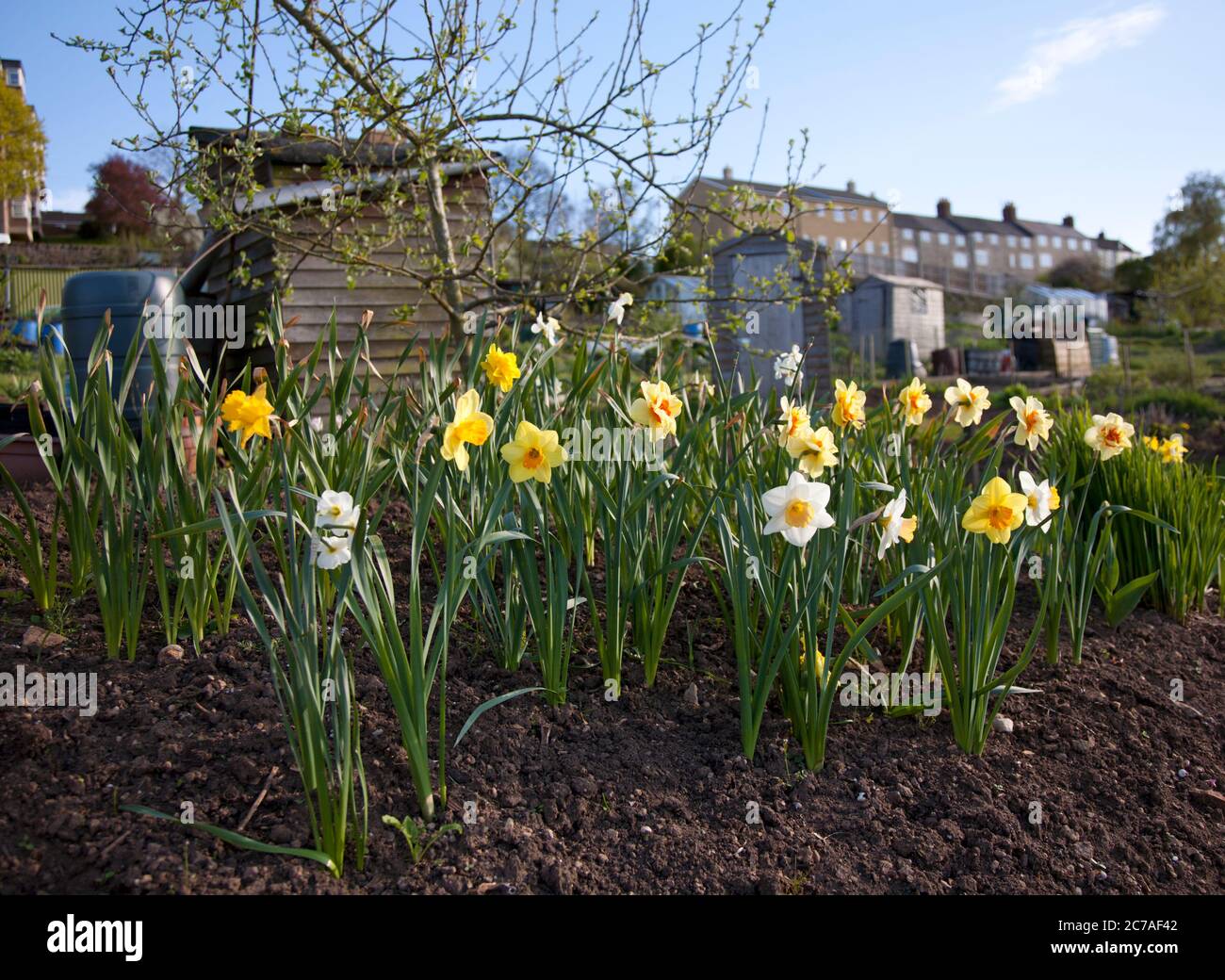 Patch greenery hi-res stock photography and images - Alamy