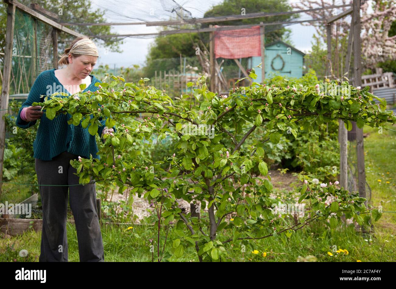 Gardener tending an espaliered quince tree on her allotment Stock Photo ...
