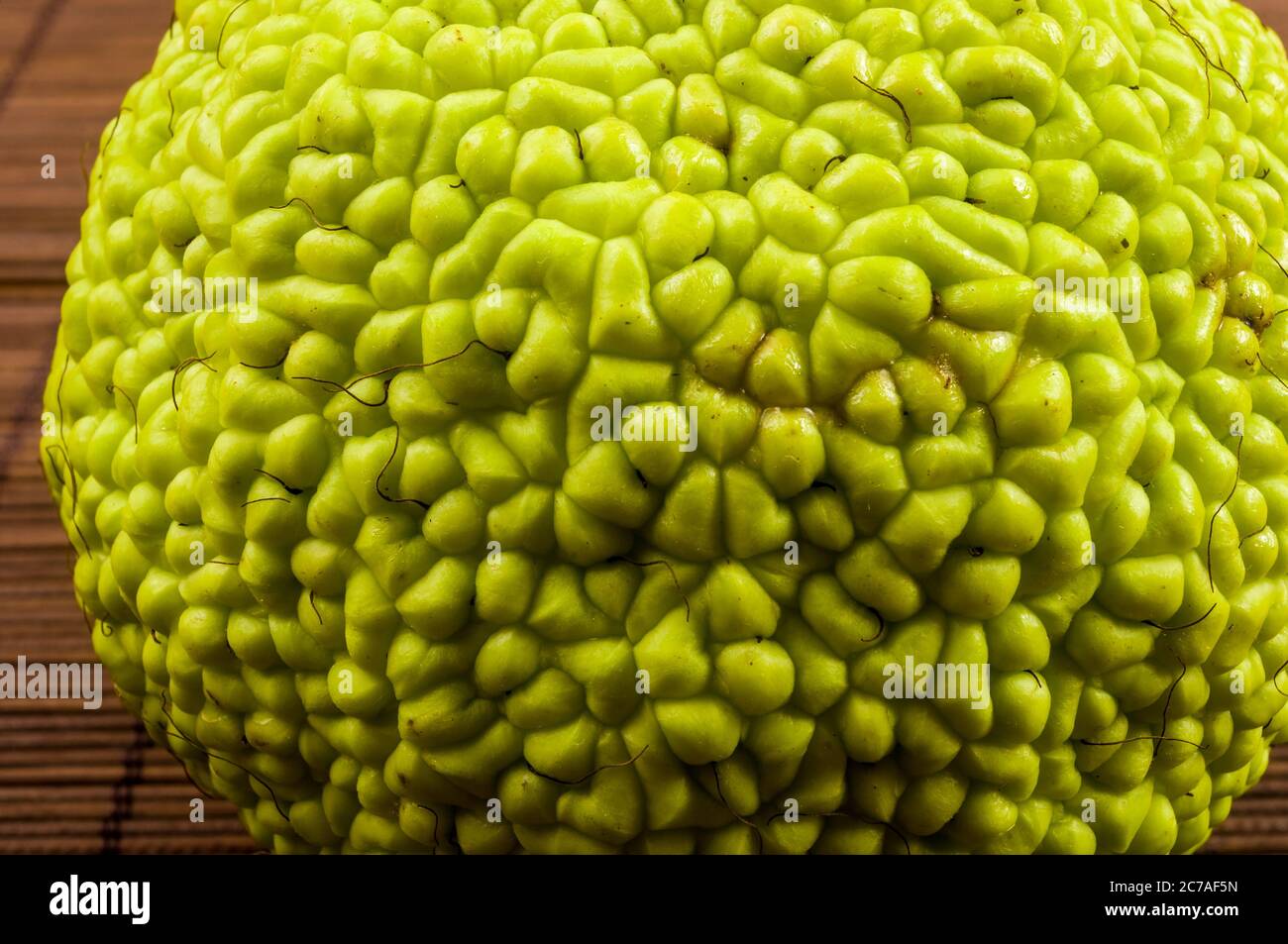 Green fruit of maclura pomifera, osage orange, horse apple, adam apple ...