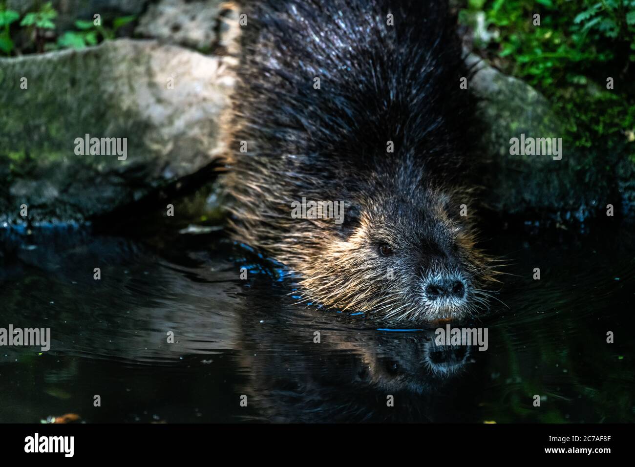 Black nutria hi-res stock photography and images - Alamy