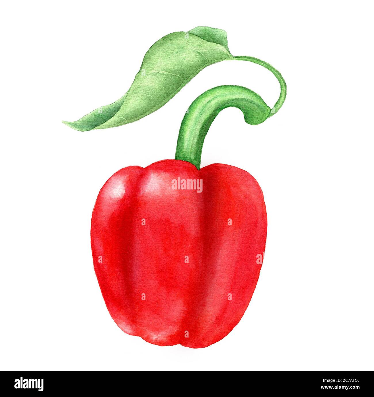 Red paprika vintage watercolor botanical illustration Stock Photo - Alamy