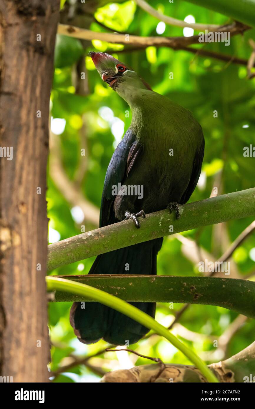Perching Fischer's turaco (Tauraco fischeri Stock Photo - Alamy
