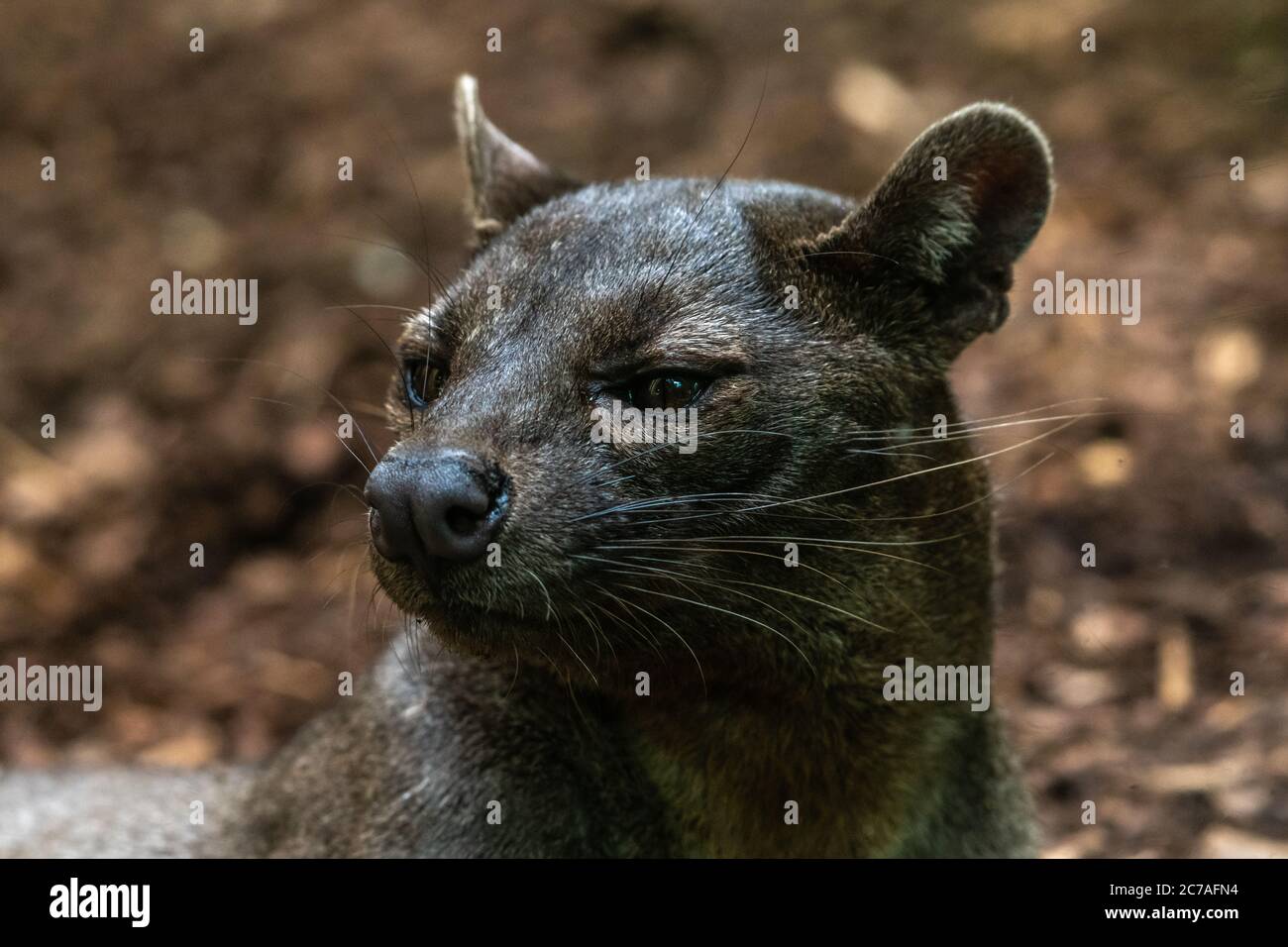 Portrait of a Fossa (Cryptoprocta ferox Stock Photo - Alamy
