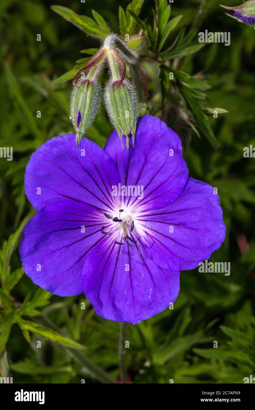 Meadow Cranesbill Flower (Geranium pratense cv Orion Stock Photo - Alamy