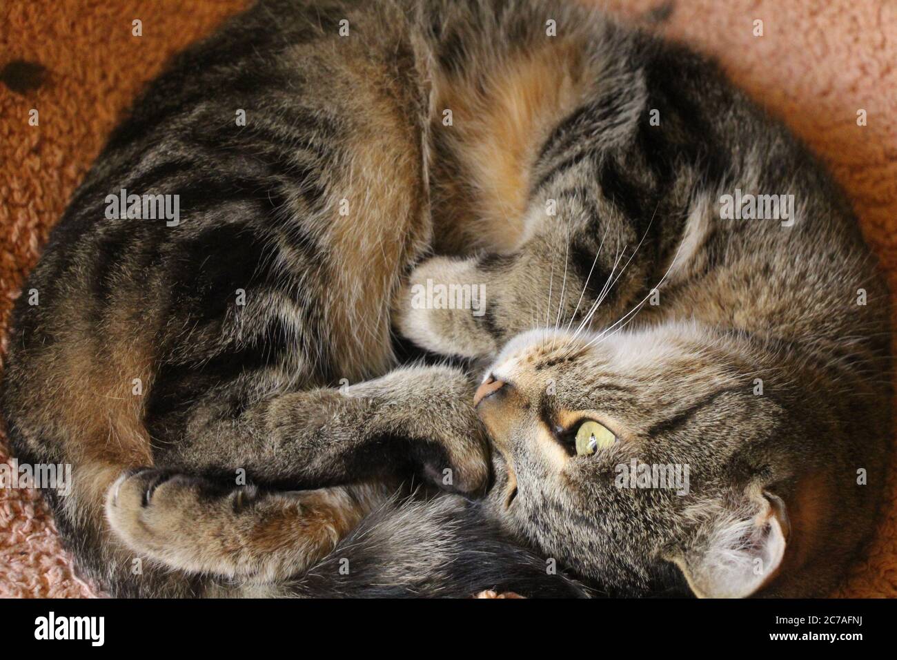 A cat rolls up its body and gets ready to take a nap Stock Photo - Alamy