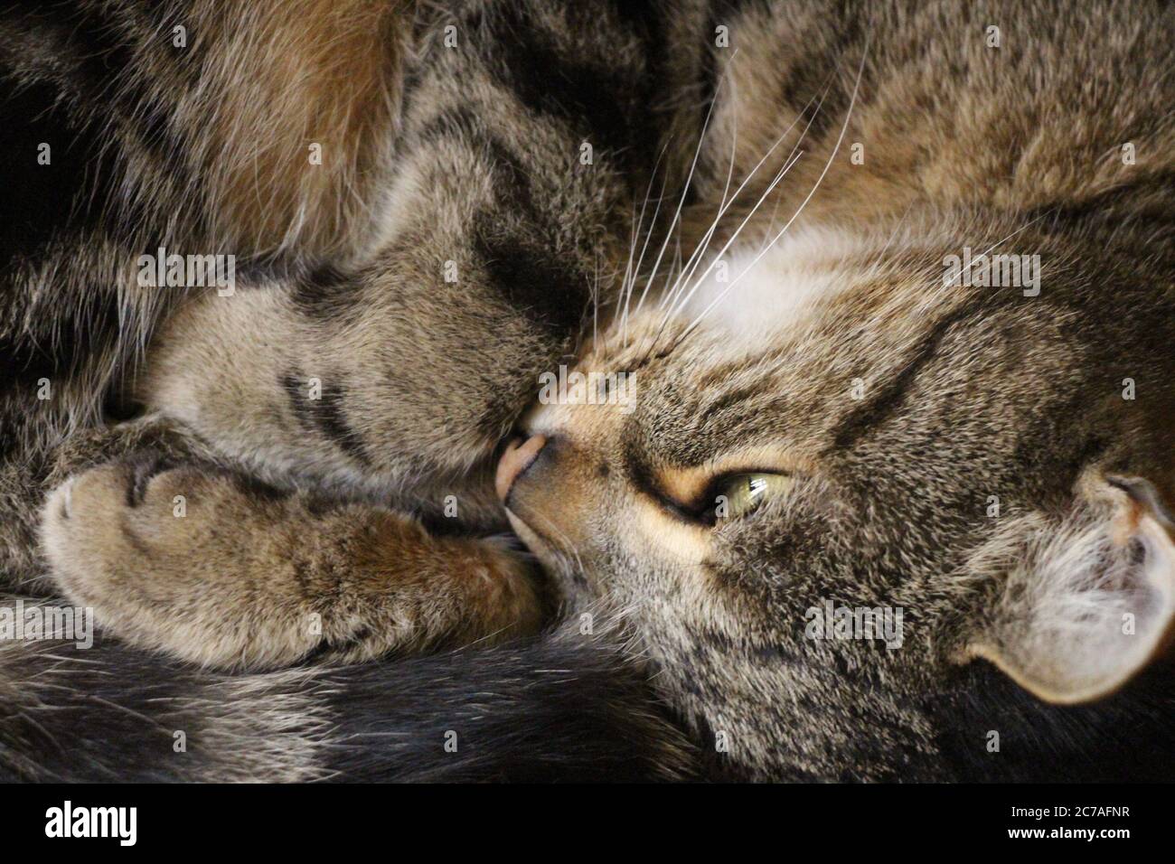 A cat rolls up its body and gets ready to take a nap Stock Photo - Alamy