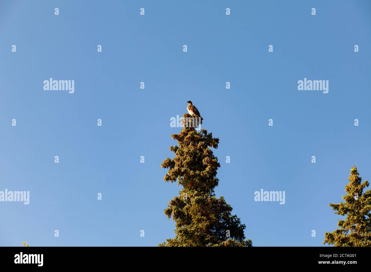 A bald eagle perches majestically atop a tall conifer tree against a ...