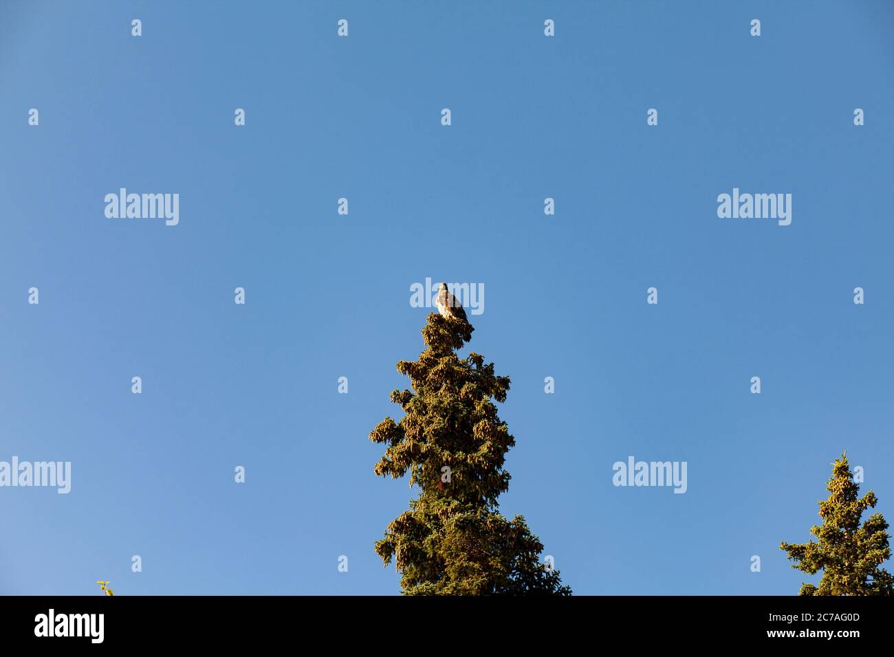 Majestic eagle perches atop hi-res stock photography and images - Alamy