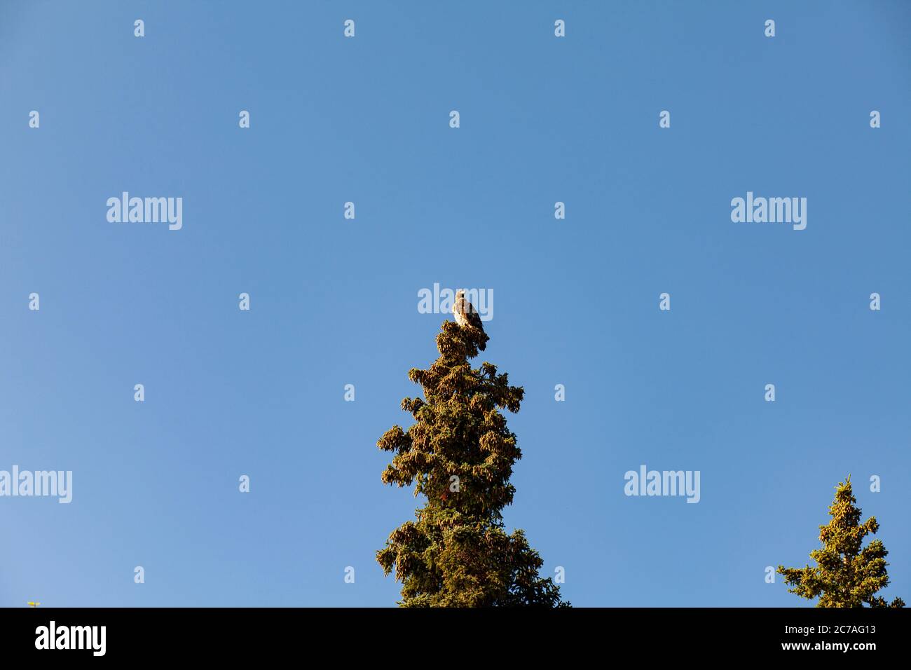 A bald eagle perches majestically atop a tall conifer tree against a ...