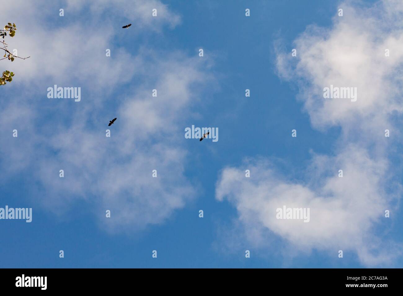 Three bald eagles soar high against a blue sky with scattered clouds ...