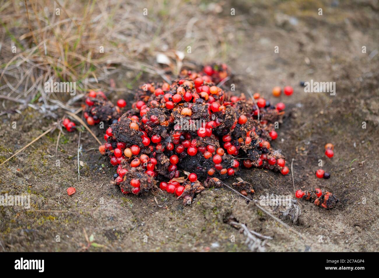 Bear scat filled with bright red berries on the forest floor, providing ...